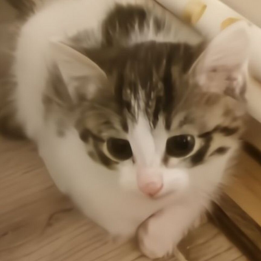 Котёнок в добрые руки