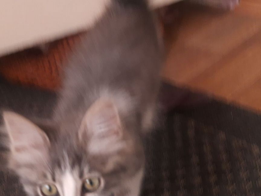 Котенок, около 2 месяцев
