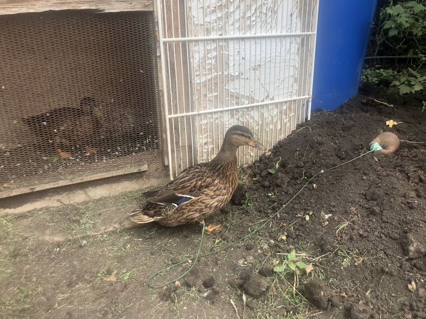 Подсадные утки