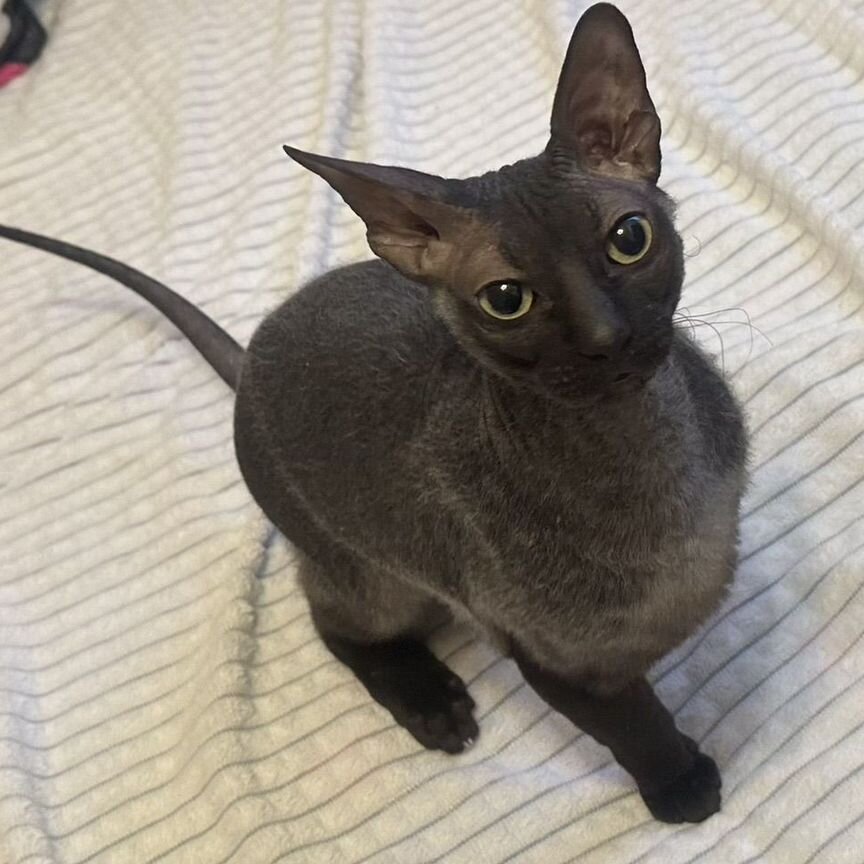 Канадский сфинкс, взрослая кошка