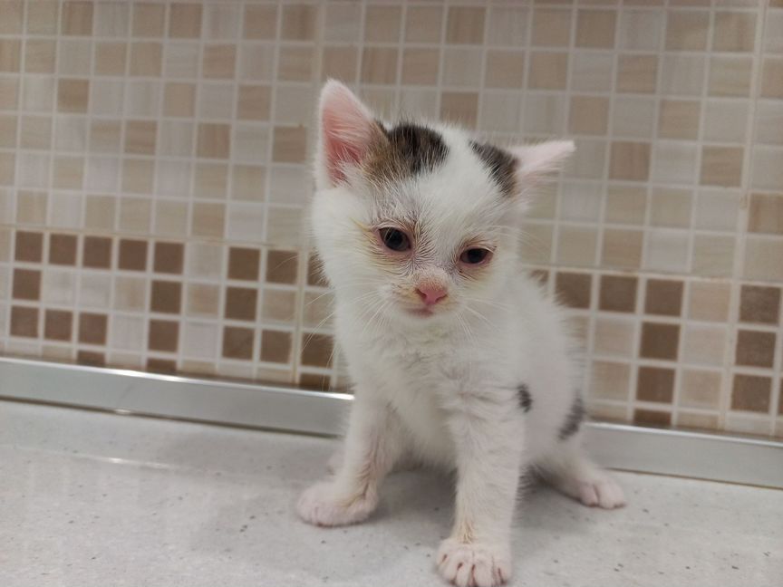 Котенок ребенок тигра