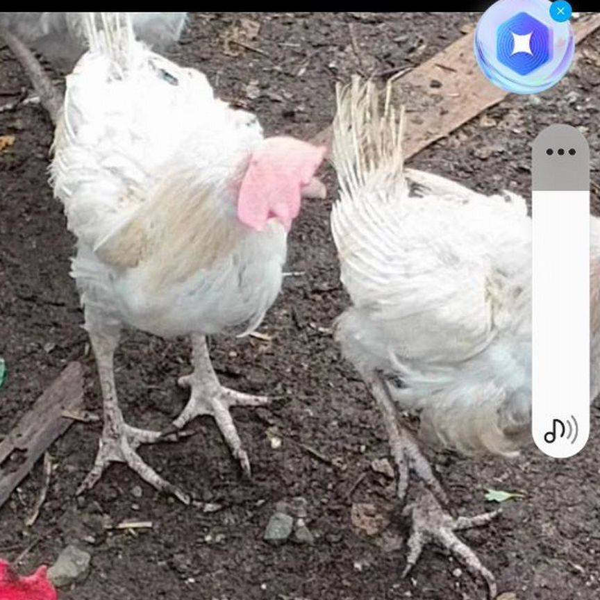 Курицы несушки домашние