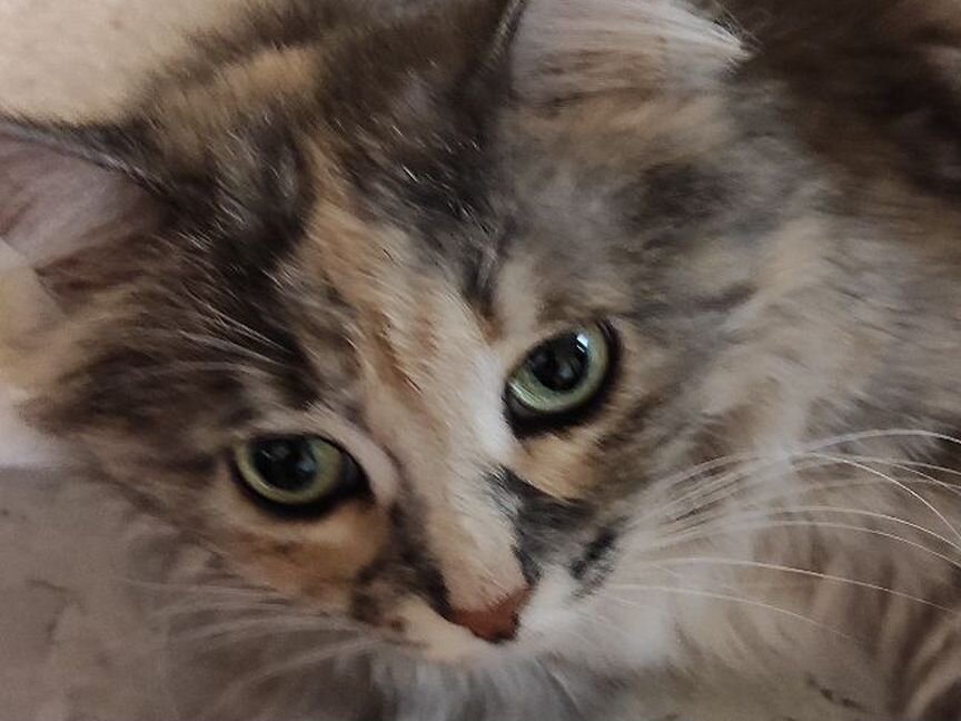 Кошка