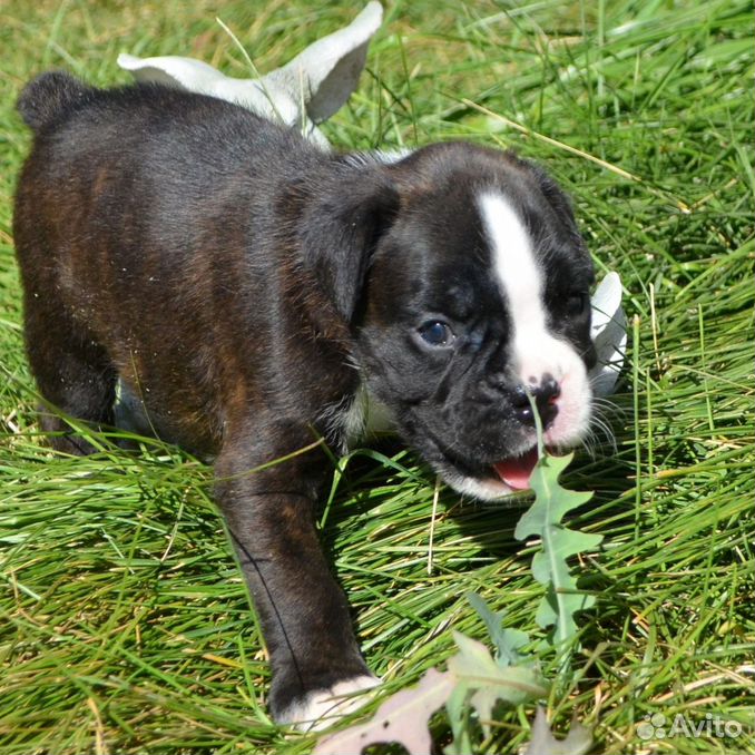 Щенки боксера с документами РКФ