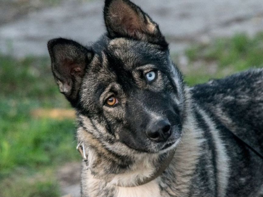 Альма в добрые руки