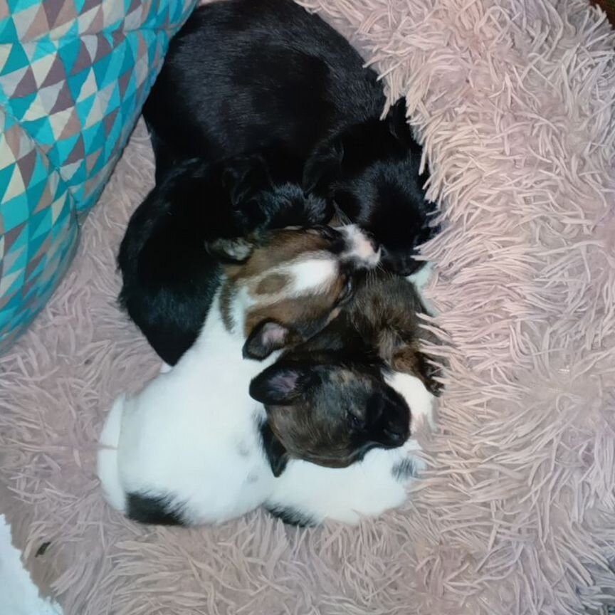 Чихуахуа, щенок