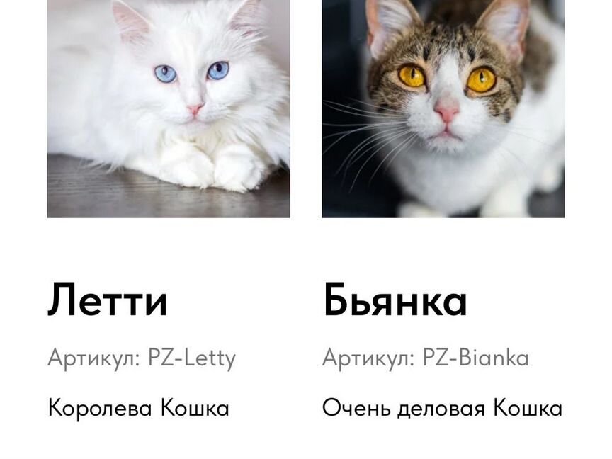Белые кошки из приюта в добрые руки