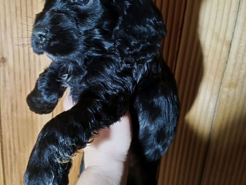 Английский кокер спаниель черный