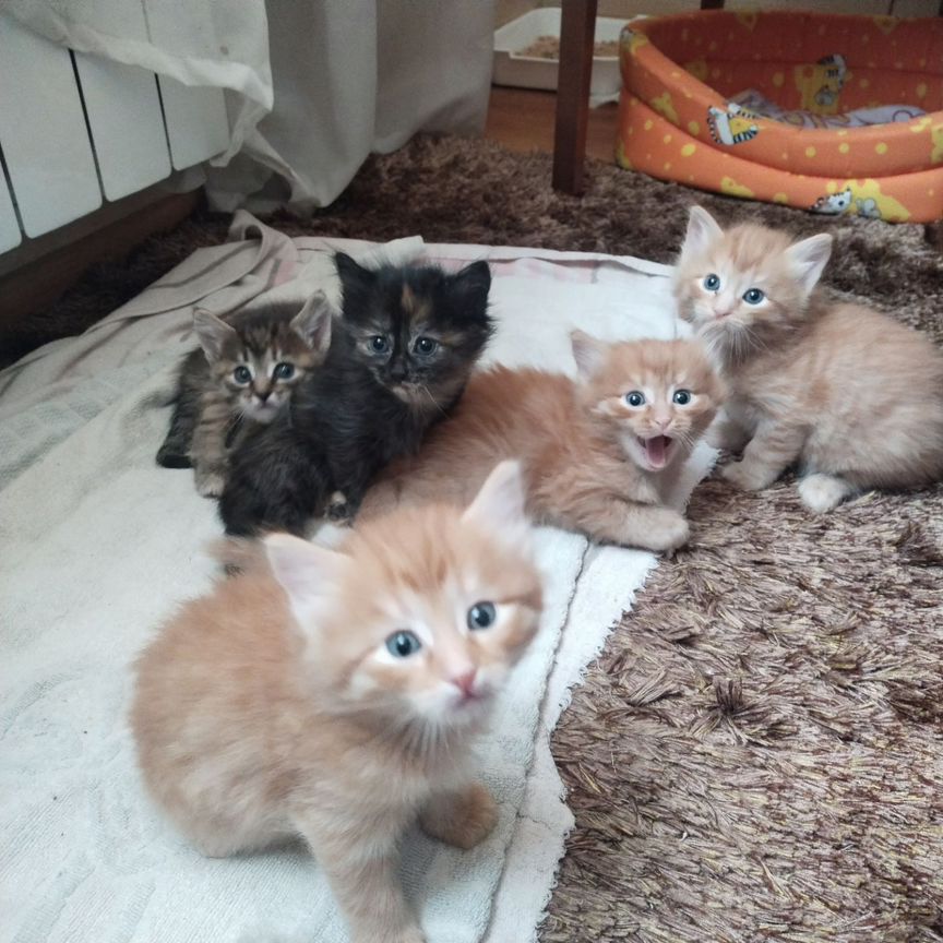 Котята