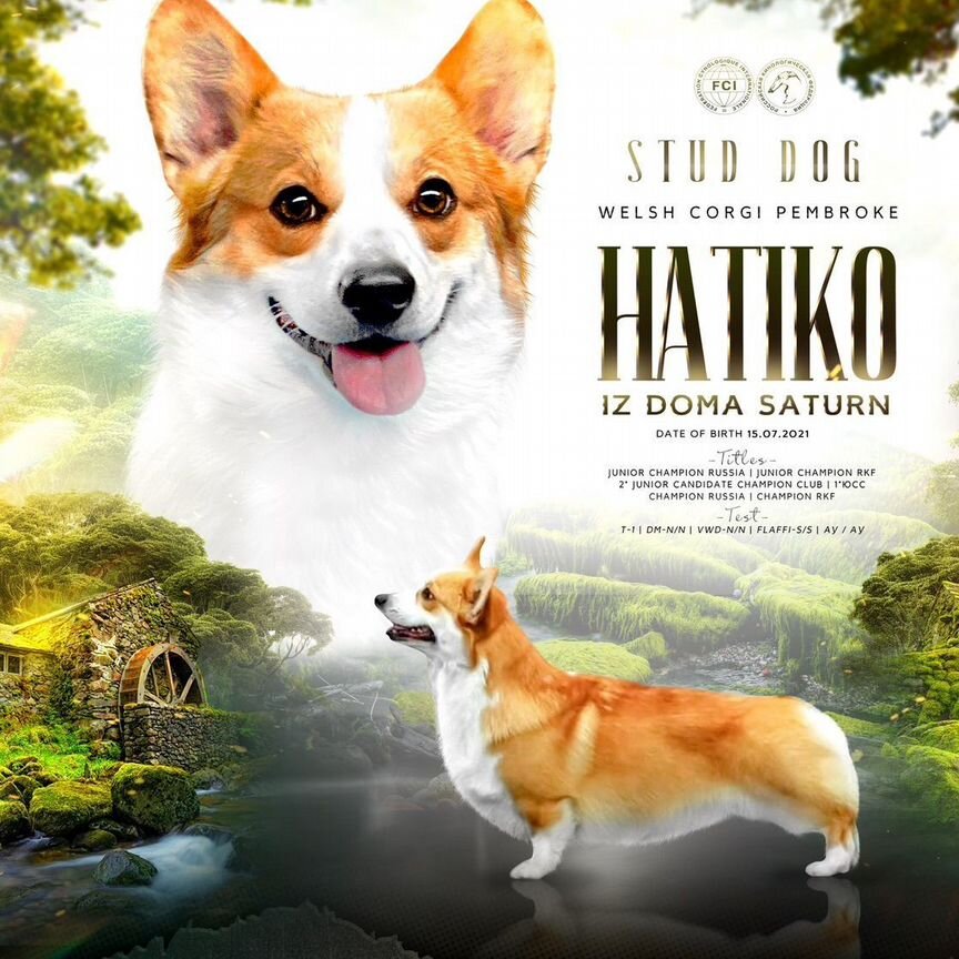 Вельш Корги Пемброк, щенок