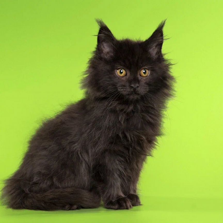 Мейн-кун котик