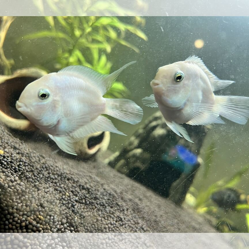 Платиновый попугай (пара), бирюзовая акара (пара)