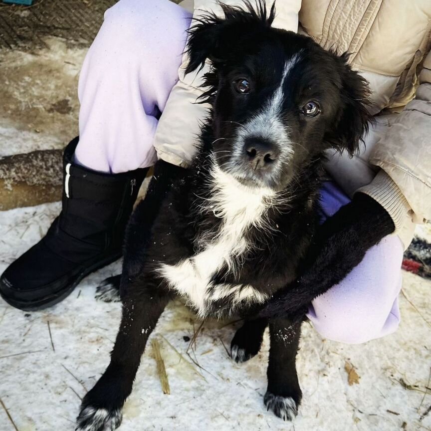 Щеночек Пират для охраны