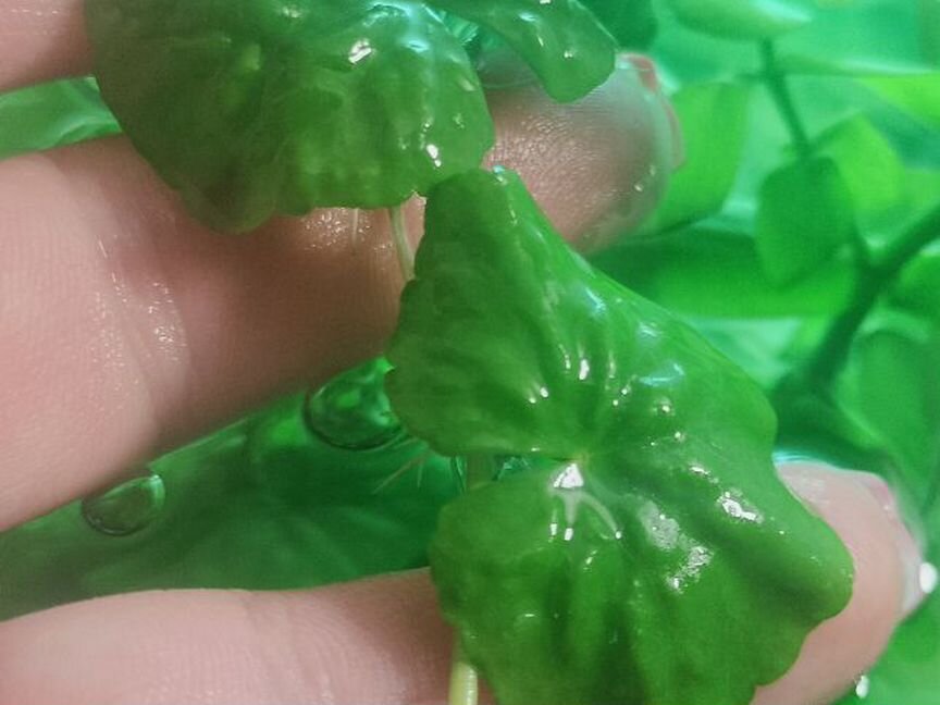 Травка в аквариум