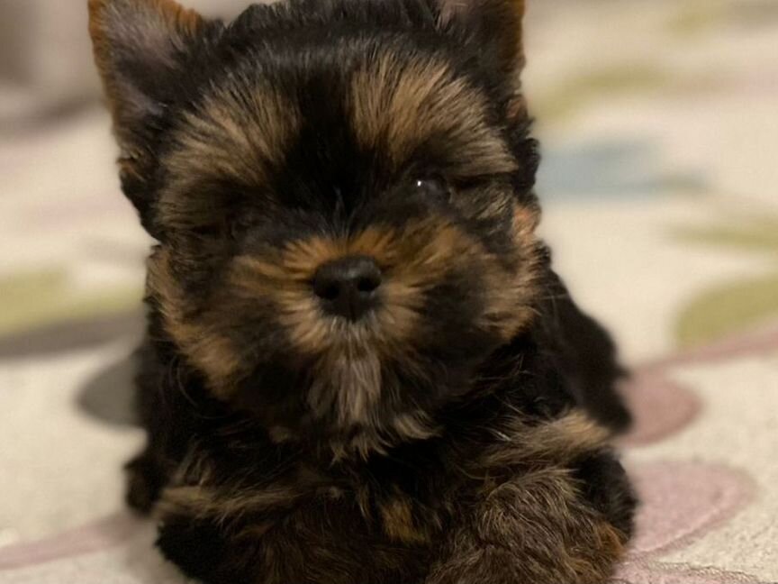 Йоркширский терьер щенки