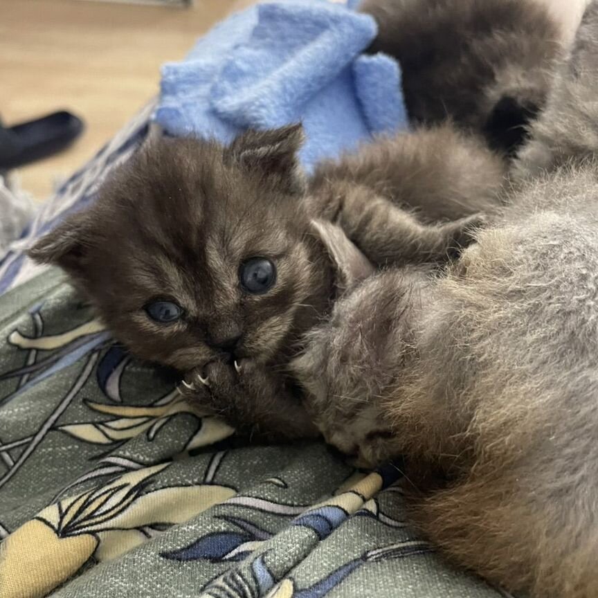 Шотландский вислоухий длинношёрстный котёнок