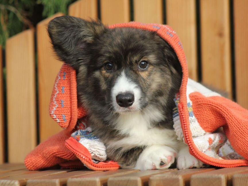 Вельш корги кардиган