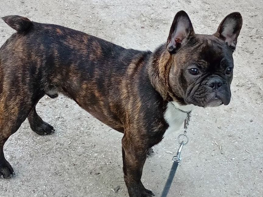 Французский бульдог щенок мальчик