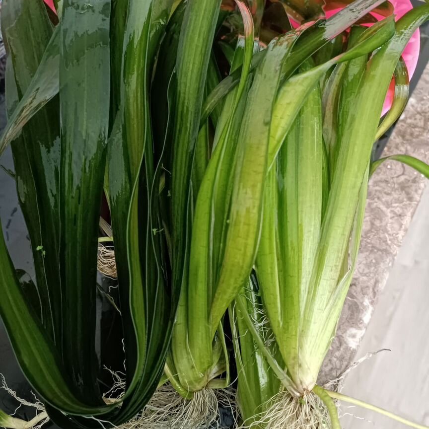 Растения для аквариума прополка