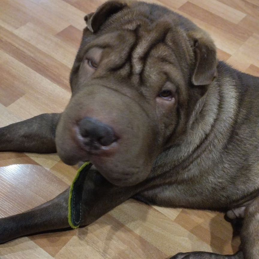 Шарпей, взрослая собака