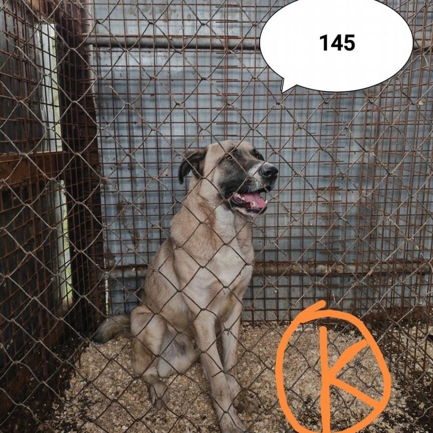 Взрослая собака в добрые руки