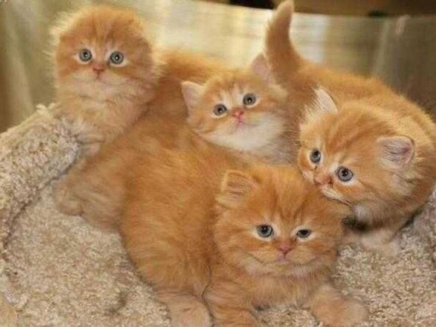 Шотландские котята