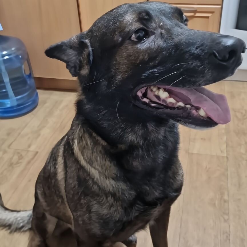 Бельгийская овчарка, вязка