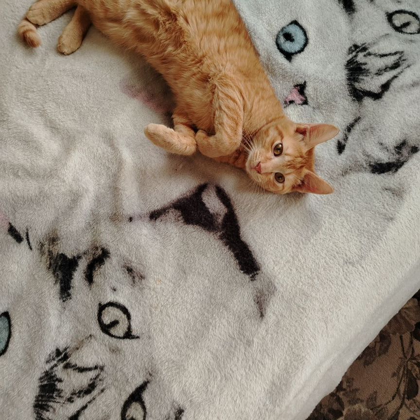 Взрослый кот в добрые руки