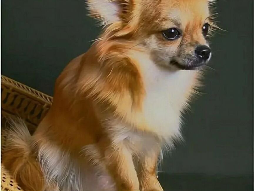 Чихуахуа с документами