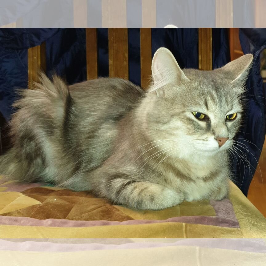 Британские котята длинношерстные