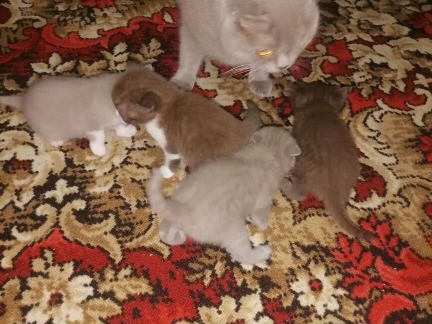 Британские котята