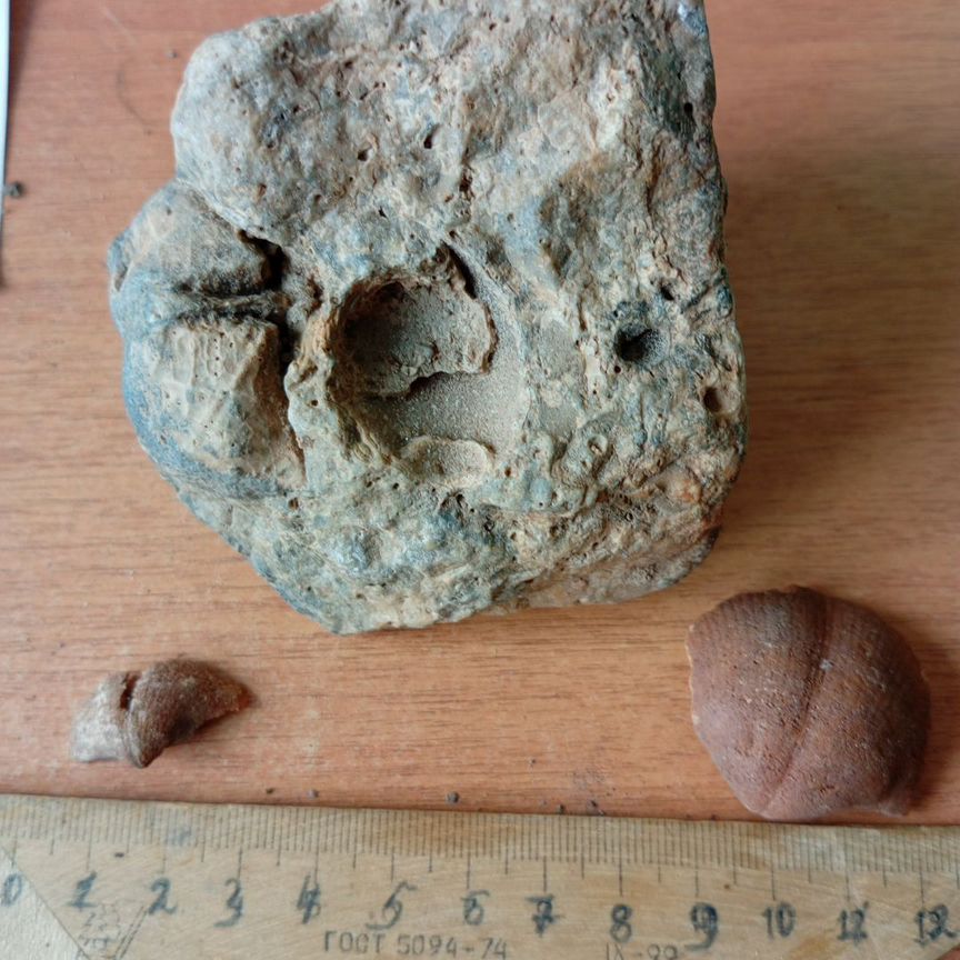 Окаменелости брахиоподы