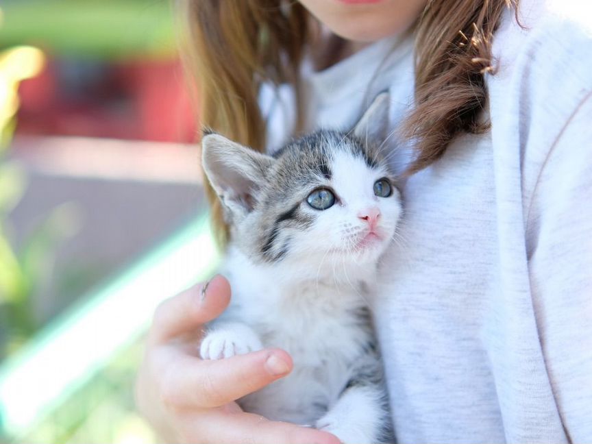 Котята в добрые руки