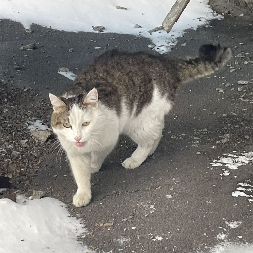 Котик в беде