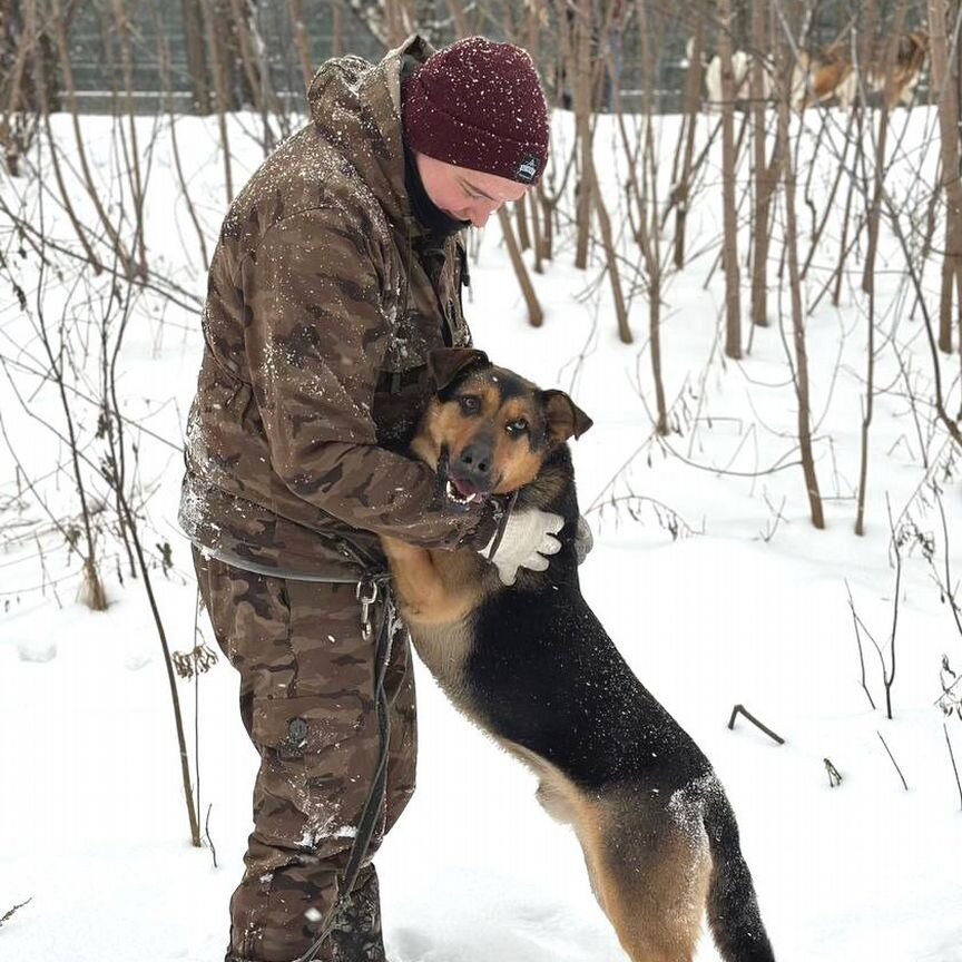 Ласкучий шилопоп в добрые руки