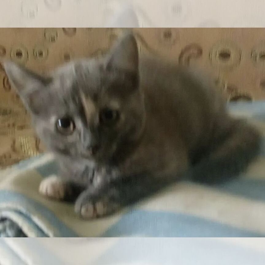 Шотландский вислоухий короткошёрстный котёнок