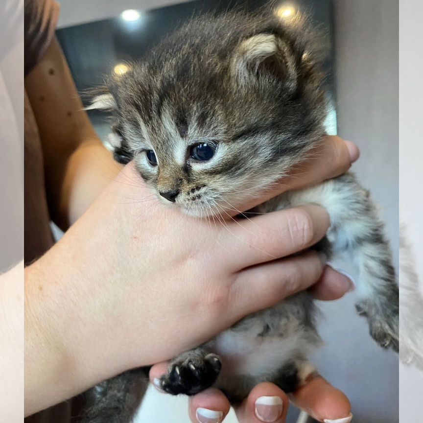 Котёнок в добрые руки