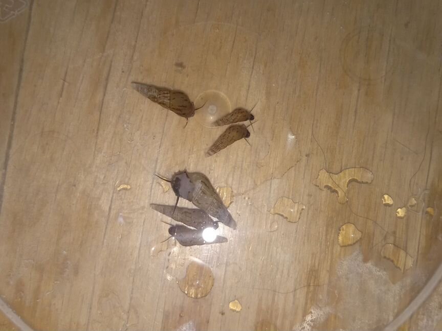 Улитки мелании