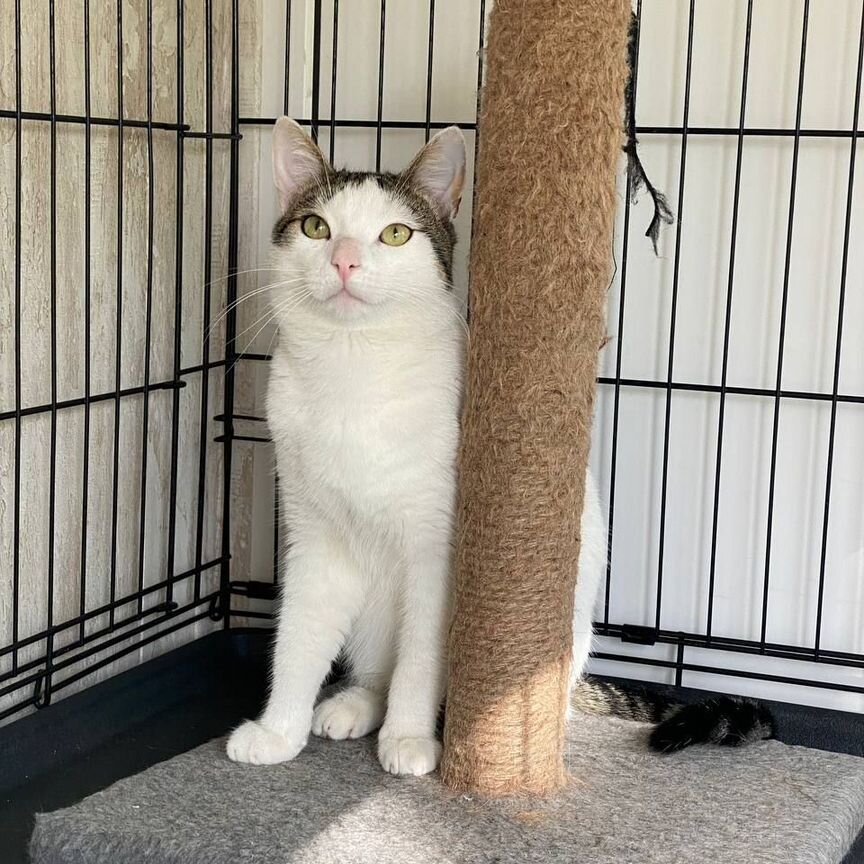 Котёнок Макс в добрые руки бесплатно