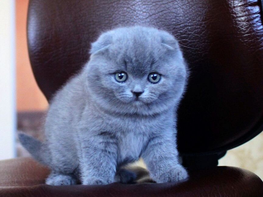 Вислоухие котята