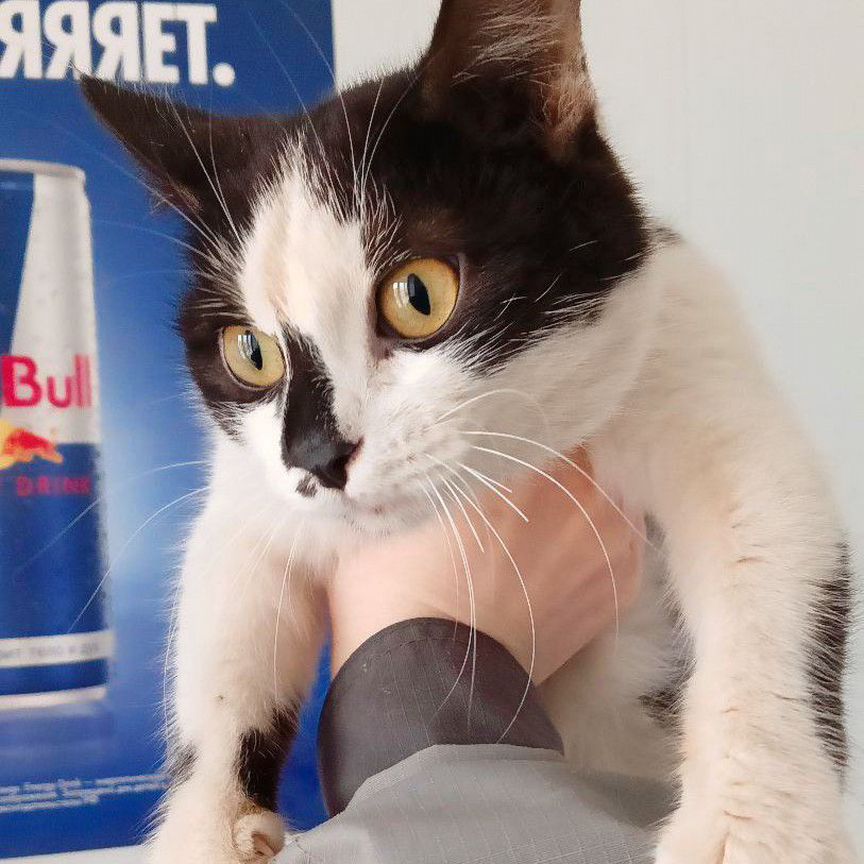 Котенок кошечка ищет дом спасена с улицы