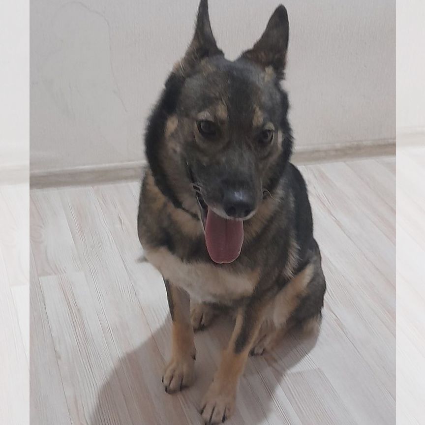 Куньминская овчарка, взрослая собака