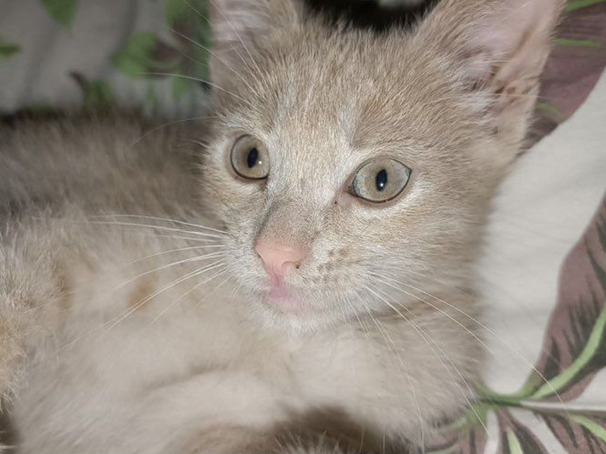 Котята
