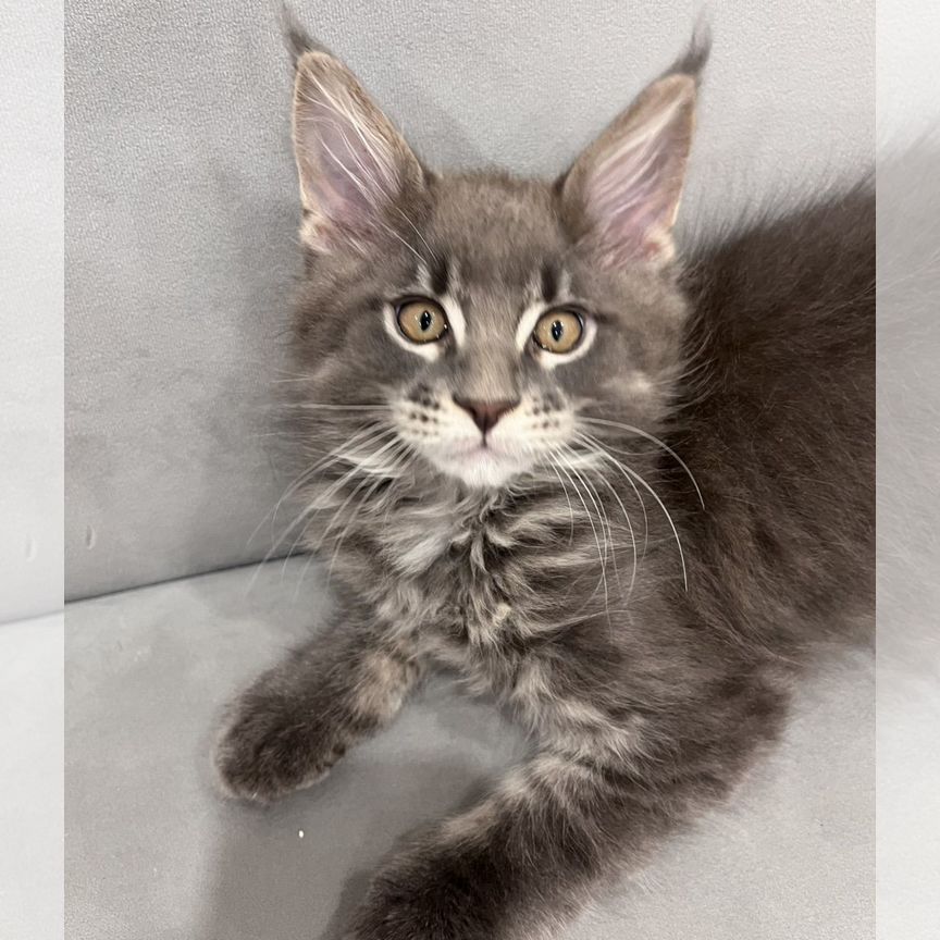 Мейн-кун котёнок