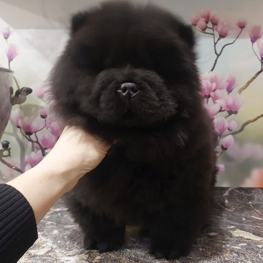 Чау-чау, щенок