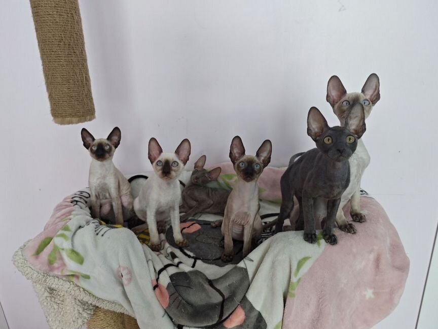 Котята корниш-рекс