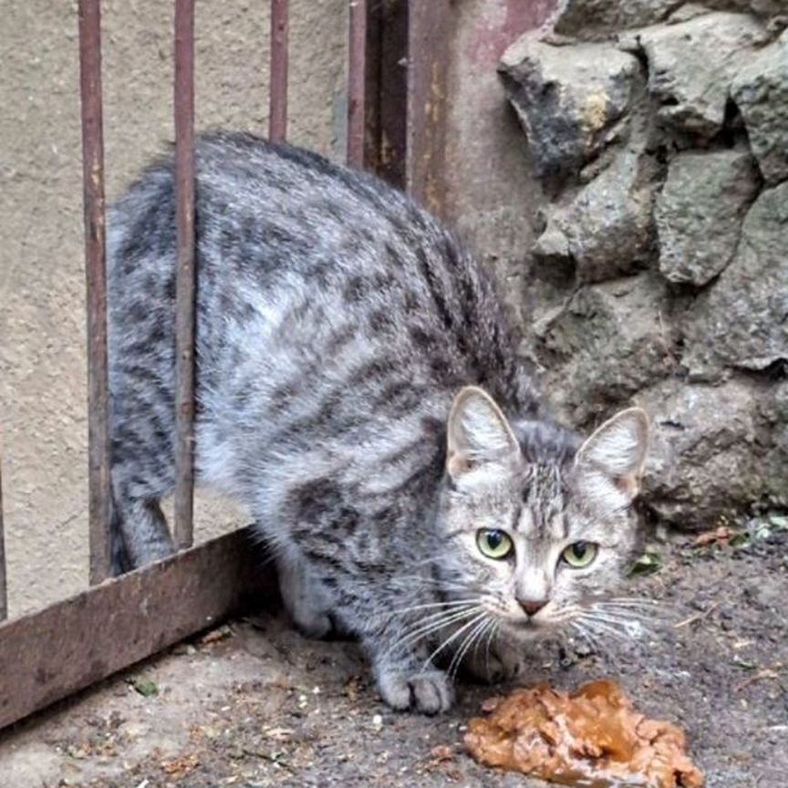 Кису Джессику и 2 котят выкинули на Пирогова