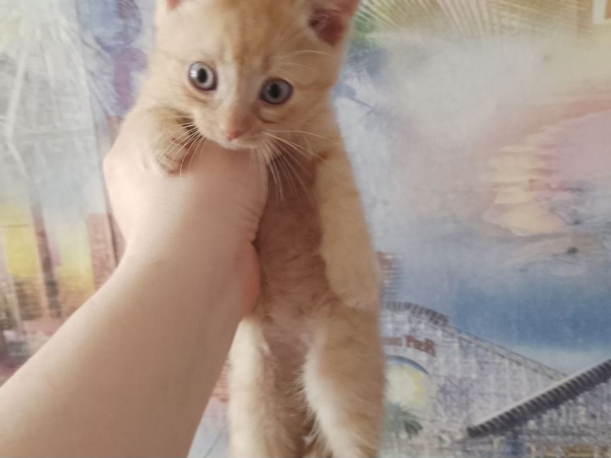 Котенок в хорошие руки