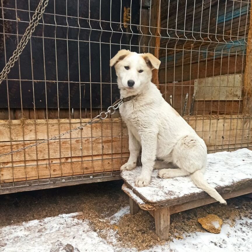 Щенок в заботливые руки