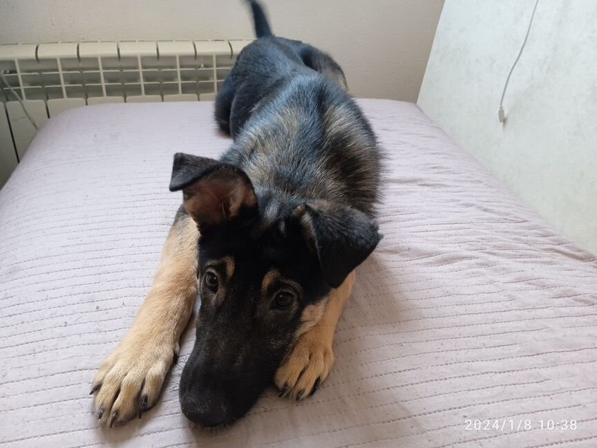 Метис немецкой овчарки в добрые руки